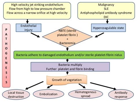 Pathophysiology Of Endocarditis In Flow Chart Labb By Ag