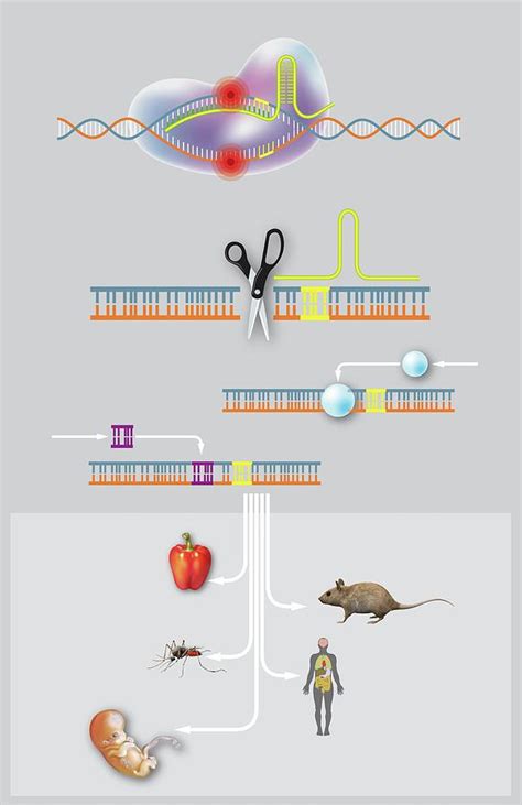 Crispr Cas9 Gene Editing Photograph By Jose Antonio Penas Science Photo