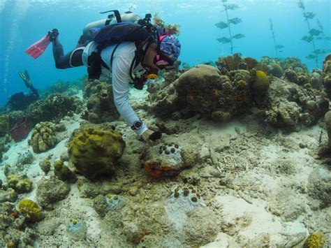 Reef Renewal Bonaire Outplants 3 Species Of Boulder Coral Wwf Dutch
