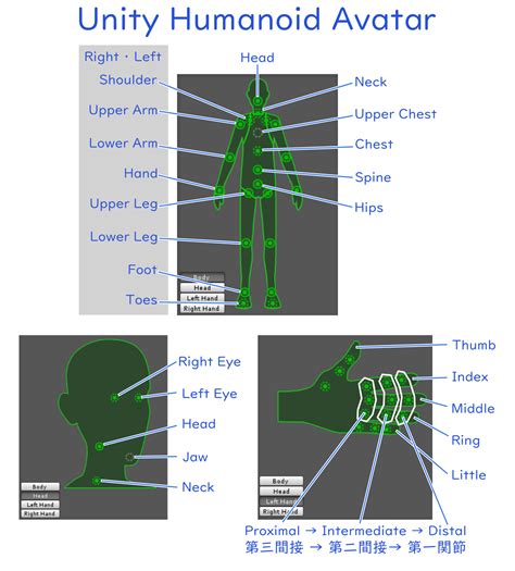 Unity Humanoid Avatarの解説 [virtualcast]