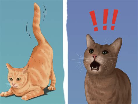 How Do You Tell The Sex Of A Cat Cats World Club