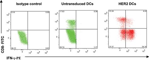 Intracellular Staining Of Ifn γ In T Cells Stimulated With Adv Her2