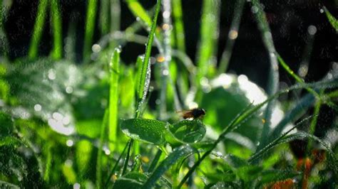 Free Images Tree Water Nature Forest Grass Branch Dew Sunlight