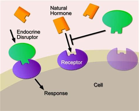 Endocrine Disrupting Chemicals Edcs Gumption