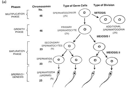 A Give A Schematic Representation Of Spermatogenesis In Humans B