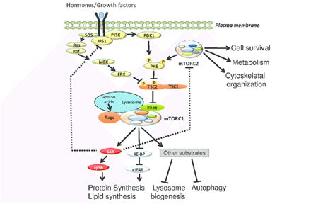 Schematic Representation Of Signaling Pathways Involving The Two Mtor