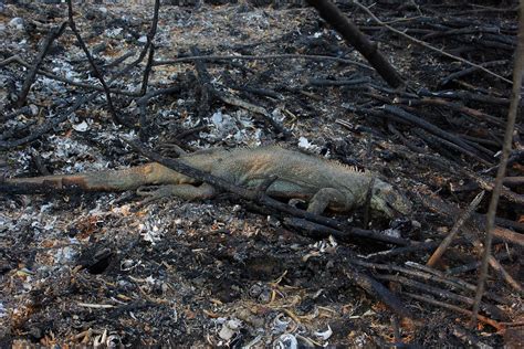 Quase 17 Milhões De Vertebrados Morreram Em Incêndios No Pantanal Em
