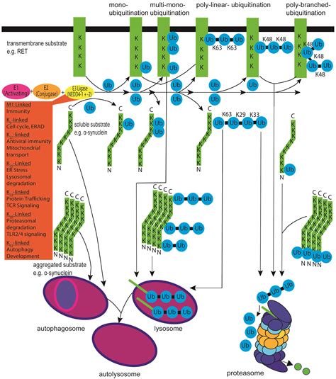 Genes Free Full Text The Role Of Nedd4 E3 Ubiquitin–protein Ligases