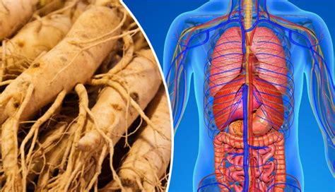 6 Proven Health Benefits Of Siberian Ginseng