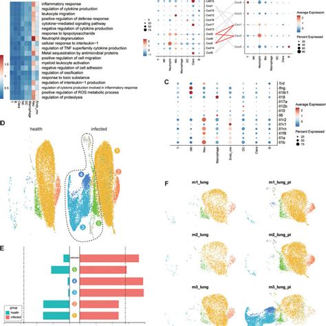 Scrna Seq Analysis Of Mouse Lung And Spleen A Overview Of The Cell
