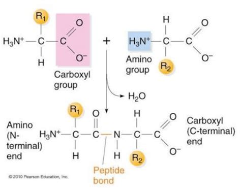 What Is A Bond Between Two Amino Acids Called Cbse Tuts