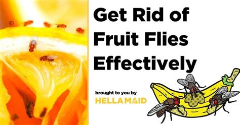 How To Get Rid Of Fruit Flies Effectively