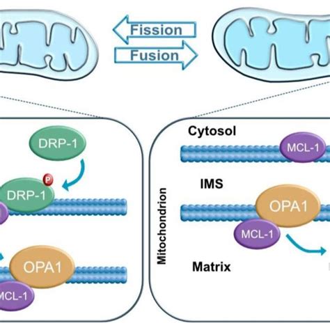 Scheme Of The Mitochondrial Pathway Of Apoptosis Stress Induced
