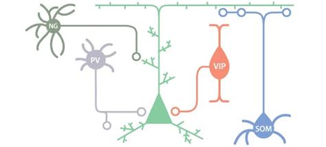 Inhibitory Neurons Keeping The Brains Traffic In Check Knowing Neurons