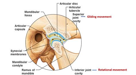Temporomandibular Joint – Anatomy Qa