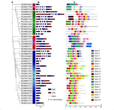 Phylogenetic Relationships Gene Structure And Conserved Motifs