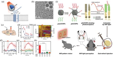 Ucnp‐based Optogenetics For Neuromodulation A Schematic Illustration