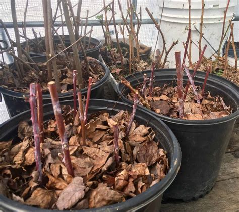 How To Propagate Raspberries [ultimate Guide]