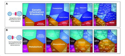 Proteomaps Of Differentially Abundant Proteins Daps During The 8 12