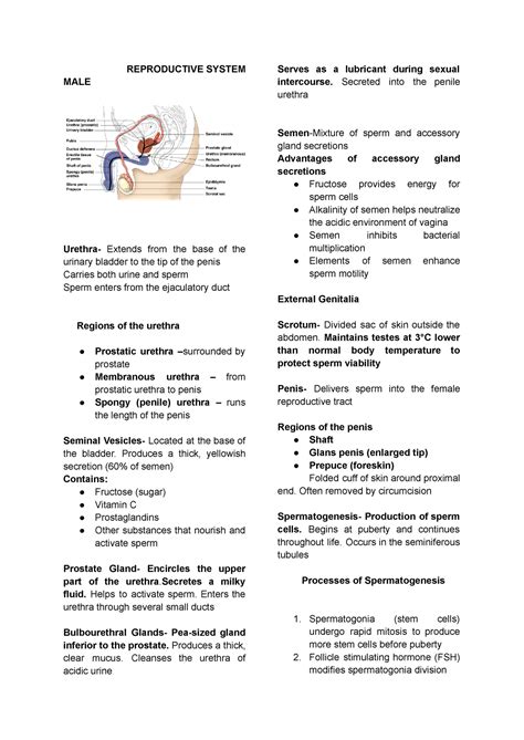 Reproductive System Reviewer Reproductive System Male Urethra