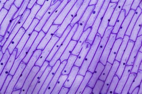 Plant Cell Nucleus Microscope