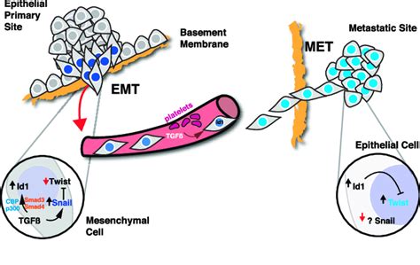 Proposed Model For Id1 Induced Met During Metastatic Colonization Of
