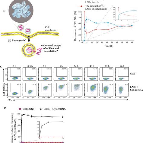 Kinetics Of Cellular Uptake Of Lipid Nanoparticles Lnps And Lnp‐mrna