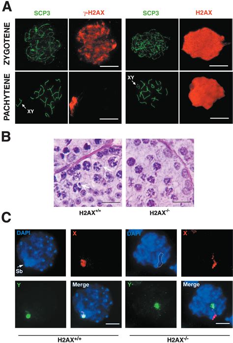 h2ax is required for chromatin remodeling and inactivation of sex