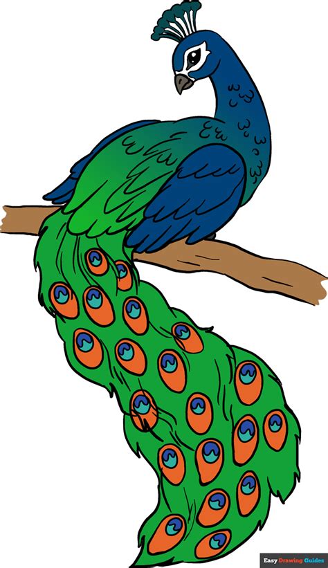 How To Draw A Peacock In A Few Easy Steps Easy Drawing Guides