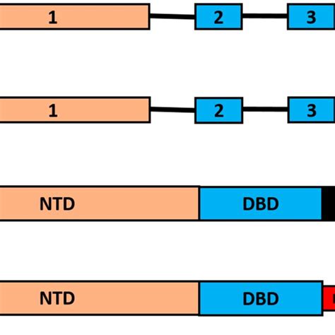Clinically Relevant Splice Variants This Figure Depicts The Gene And