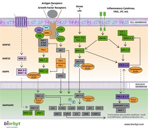 Mapk Signaling Pathway Biorbyt