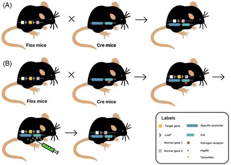 Basic Principle Of Conditional Gene Knockout Using Cre Loxp System A