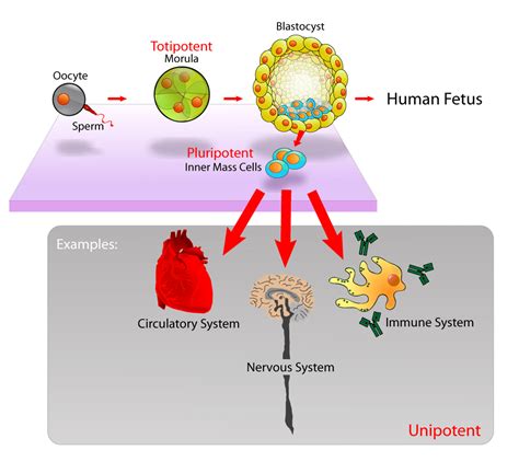 Stem Cells Definition Types And Uses