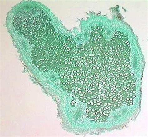 Solved Look At The Clover Root Nodules On The Powerpoint