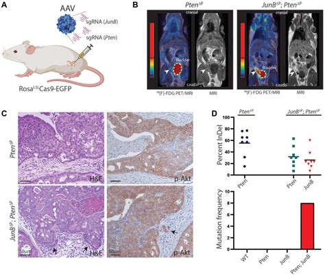 Loss Of Junb And Pten In The Murine Prostate Epithelium By Crispr Cas9