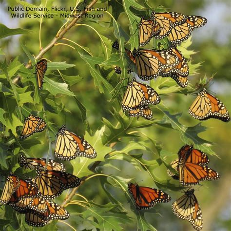 Monarch Butterflies — Urbeco