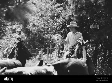 Brothers Help With A Cattle Roundup On A Texas Ranch Crica 1960s