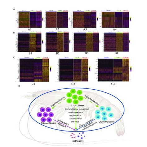 Scrna Seq Unveils The Functional Characteristics Of Different Hemocyte
