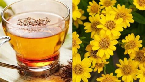 Qué Beneficios Tiene El Té De árnica Conadeip