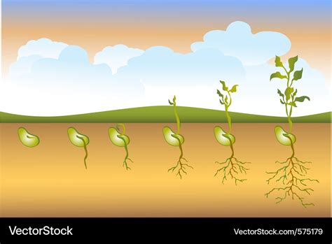 Seed Stages Of Growth Royalty Free Vector Image