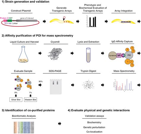 Cell Press Star Protocols