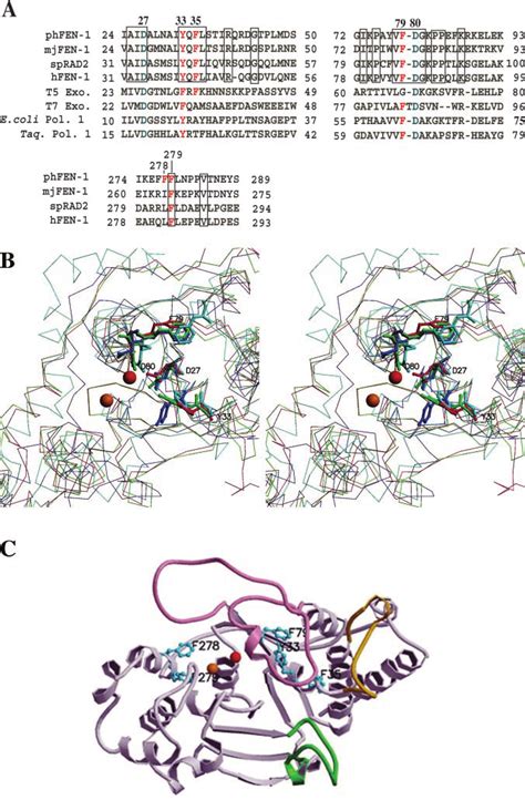 sequence alignment and superimposition of molecular structures among