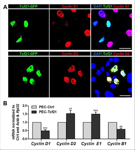 Tcf21 Influences The Expression Of Various Cyclins A Download