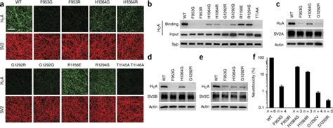 Site Directed Mutagenesis Analysis Of The Sv2 Binding Site On H C A