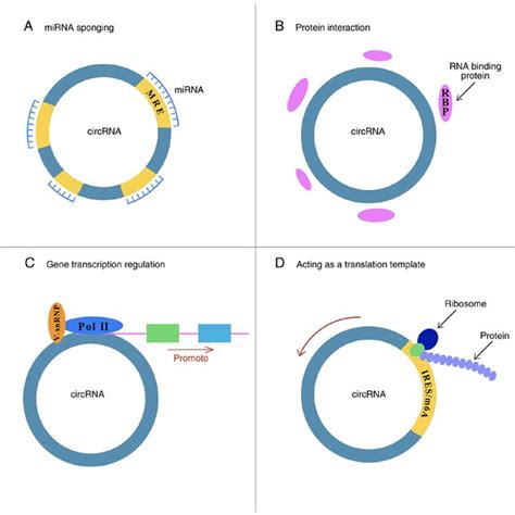 Functions Of Circrnas A Mirna Sponging B Protein Interactions