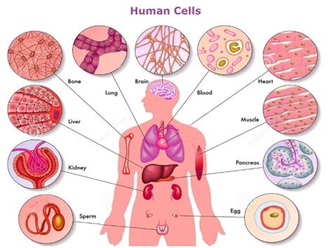 About Half The Cells In The Body Are Bacteria 10 Make Up The Solid