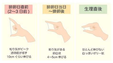 排卵日はいつ？排卵当日のおりものの状態や妊娠しやすいタイミングを解説！｜wakanote