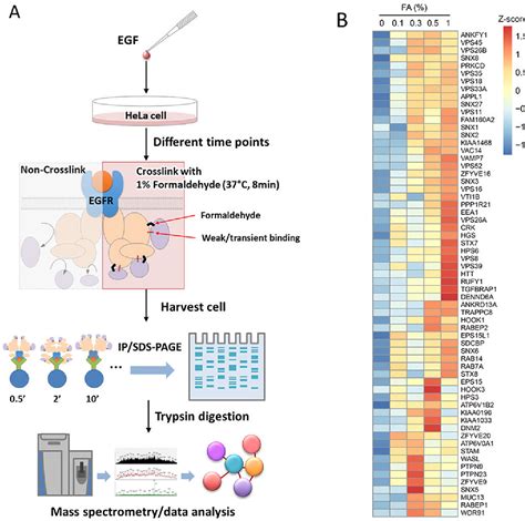 Figure 1 From A Cross Linking Aided Immunoprecipitation Mass