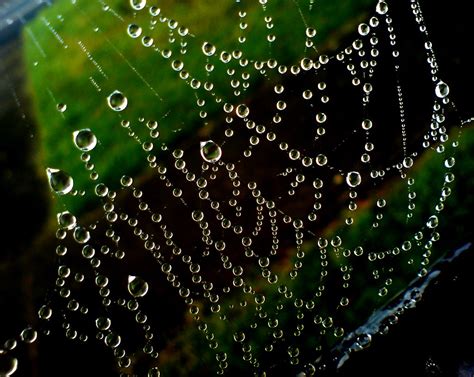 Spider Web With Dew Drops A Photo On Flickriver