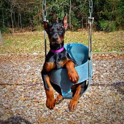 115 Best Images About Dobermans I Love On Pinterest Barking